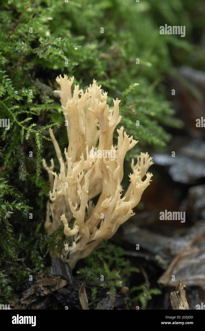 Upright Coral Fungus - Ramaria stricta Stock Photo - Alamy