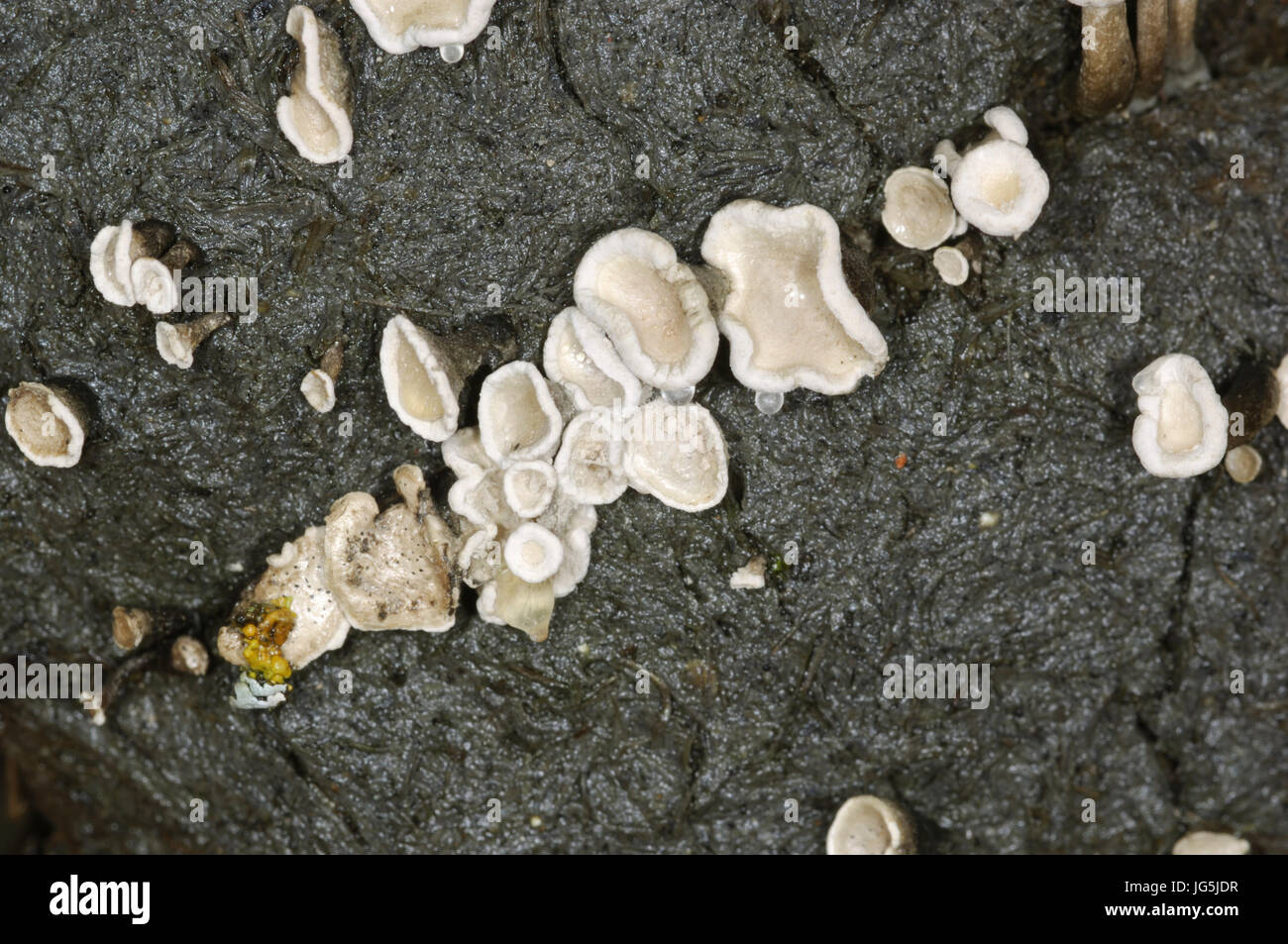 Nail Fungus - Porinia punctata Stock Photo - Alamy