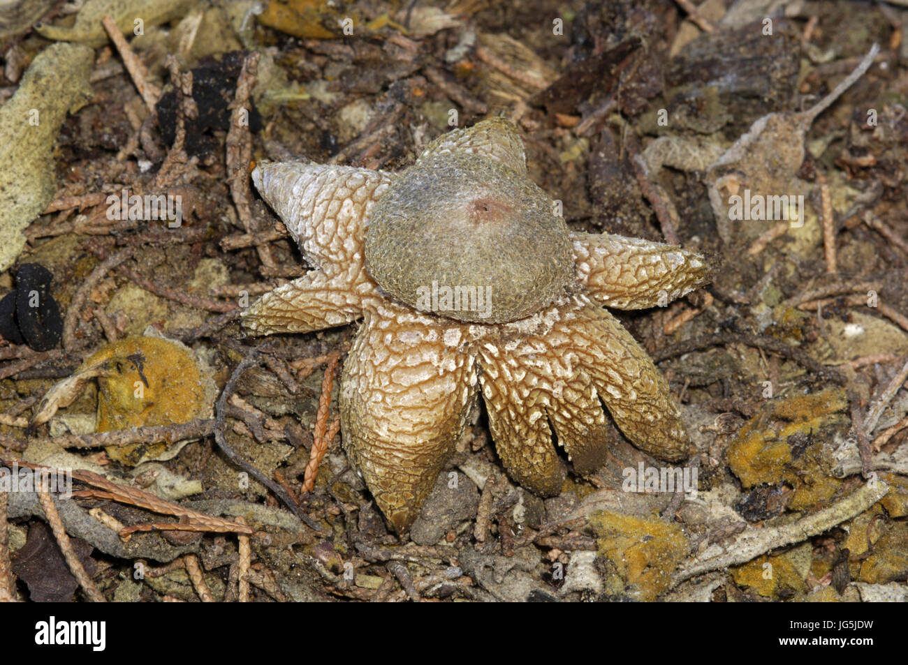 Barometer barometer hi-res stock photography and images - Alamy