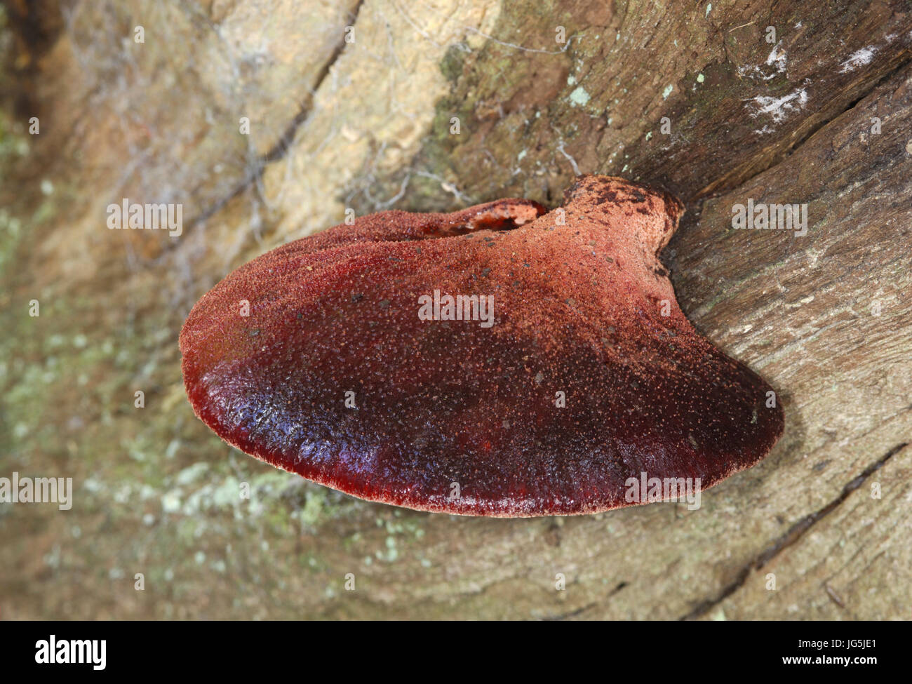 Beefsteak Fungus - Fistulina hepatica Stock Photo - Alamy