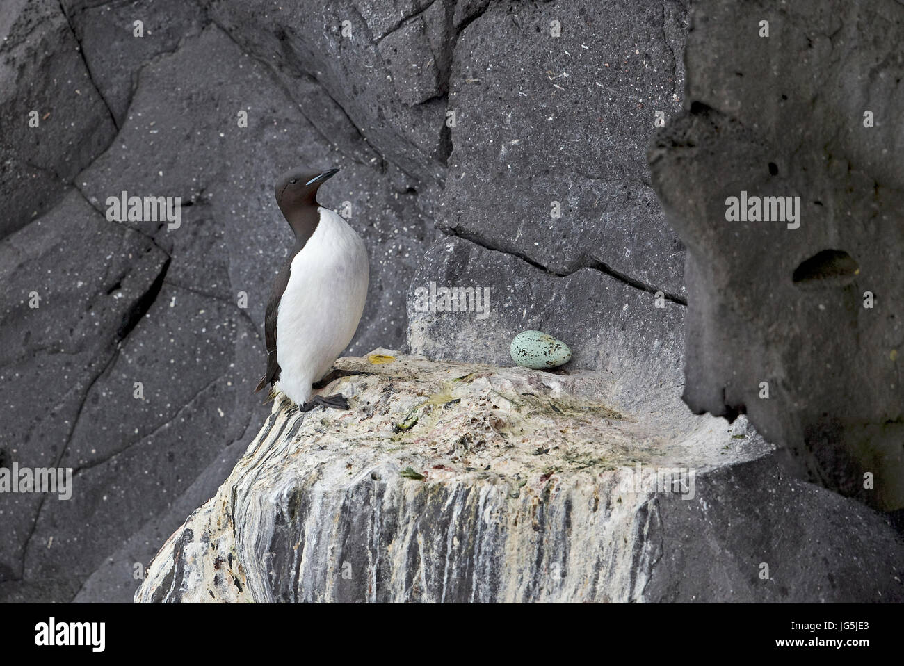 Guillemot egg on cliff hi-res stock photography and images - Alamy