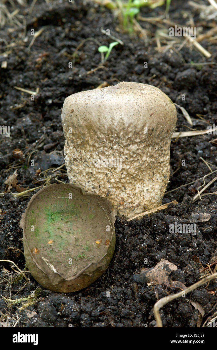 Meadow Puffball - Vascellum pratense Stock Photo - Alamy
