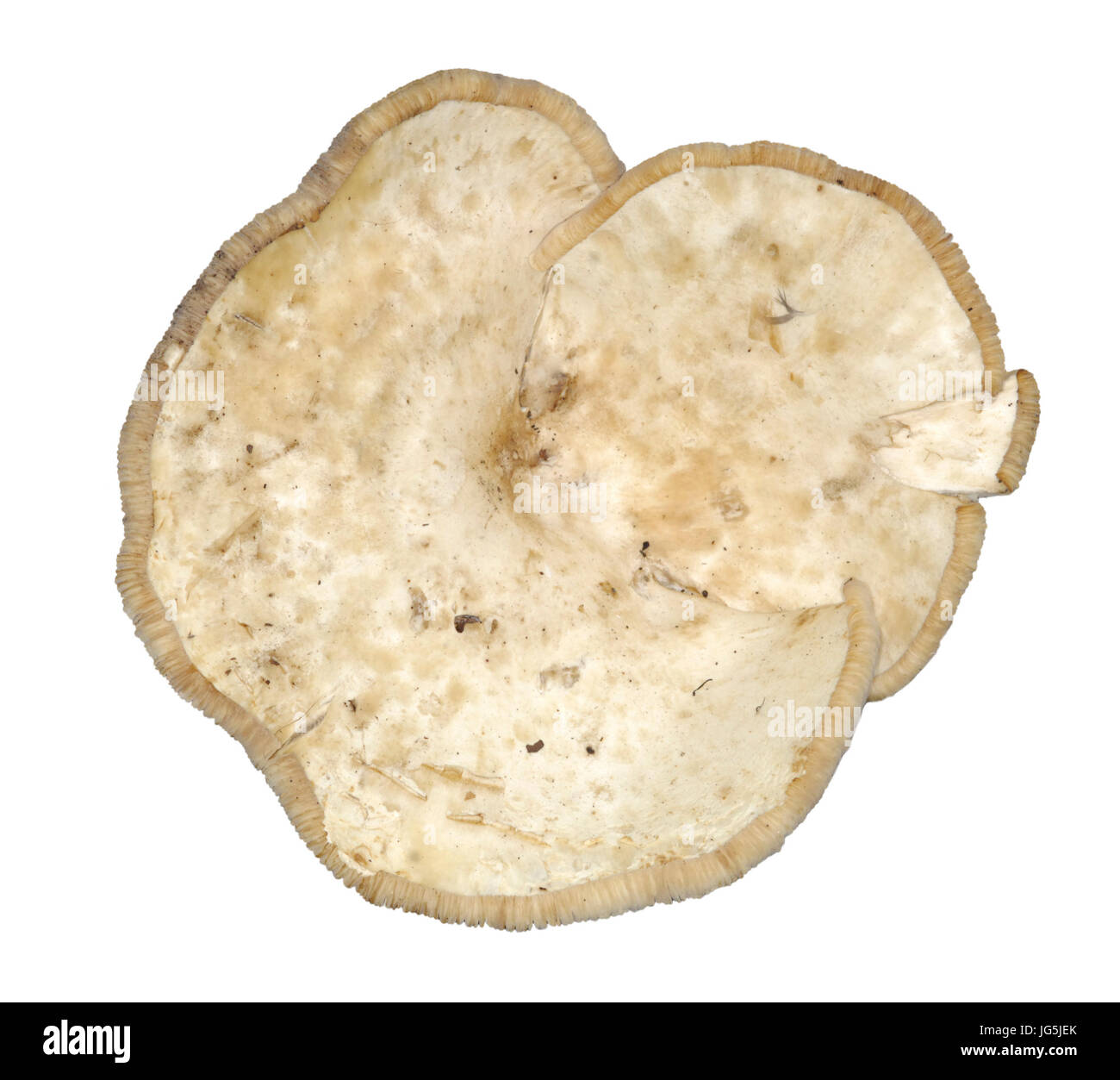 Giant Funnel - Leucopaxillus giganteus Stock Photo - Alamy