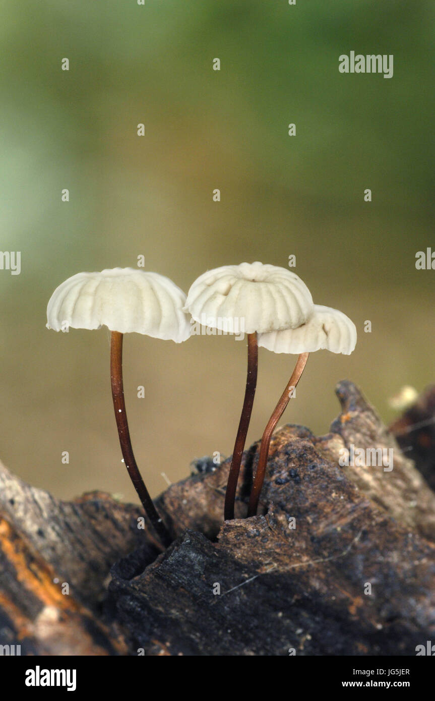 Collared Parachute - Marasmius rotula Stock Photo - Alamy