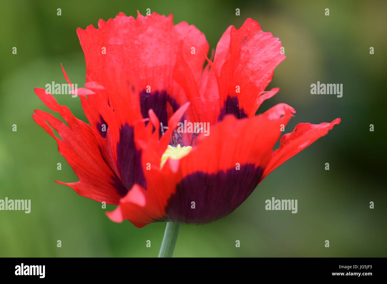 Opium poppy flower Stock Photo - Alamy