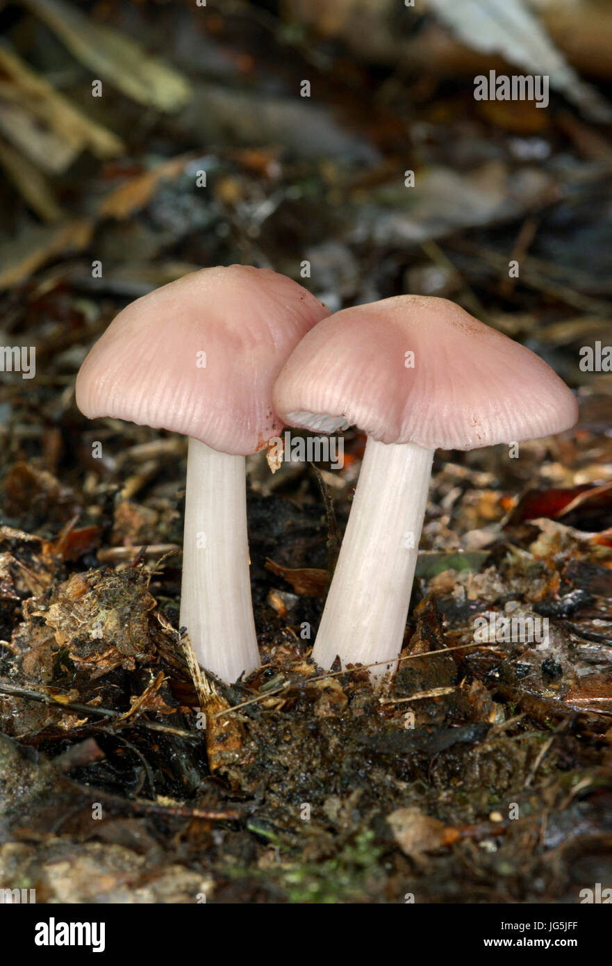 Lilac Bonnet - Mycena pura Stock Photo - Alamy