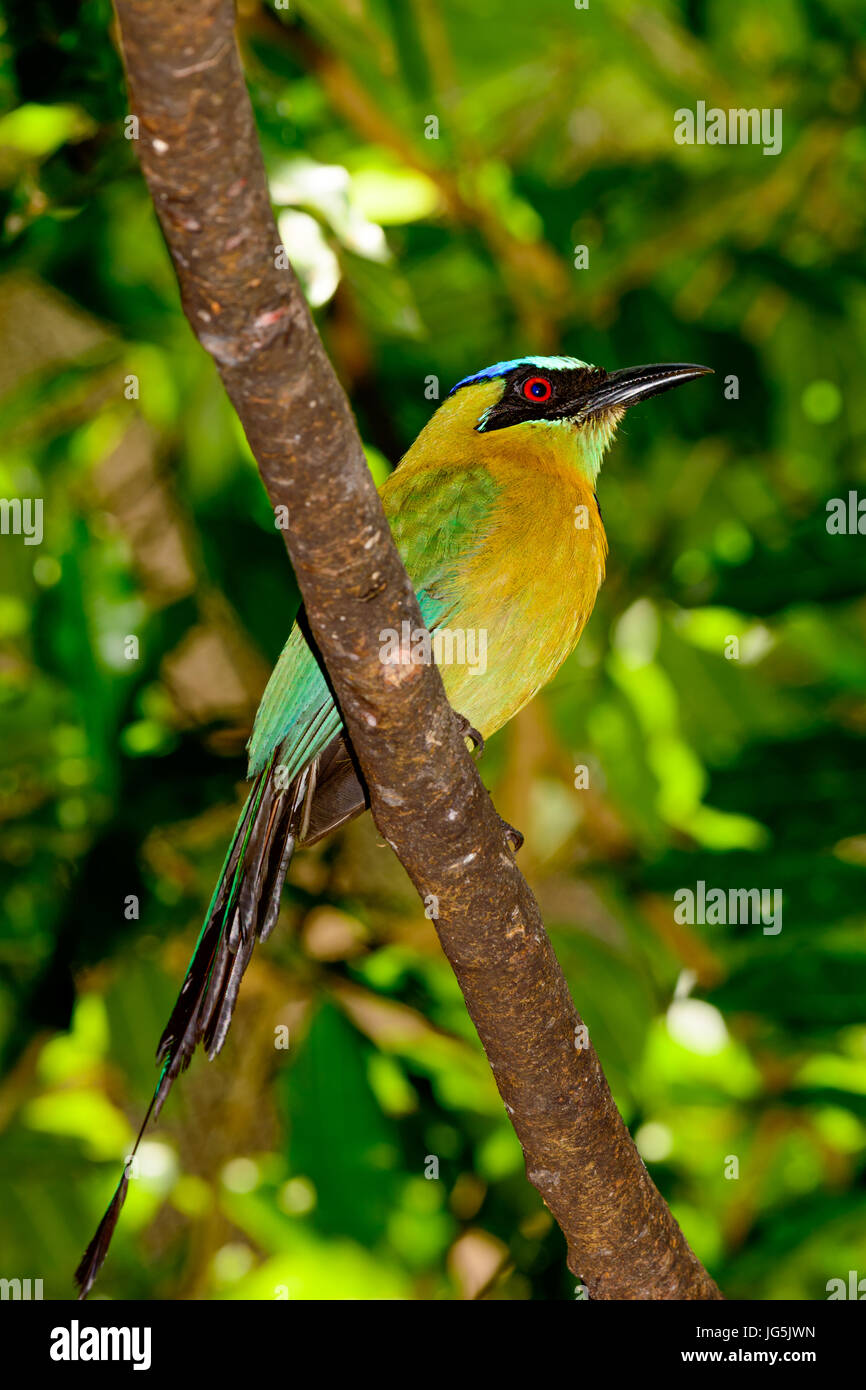 Lesson's motmot, blue-crowned motmot or blue-diademed motmot (Momotus ...