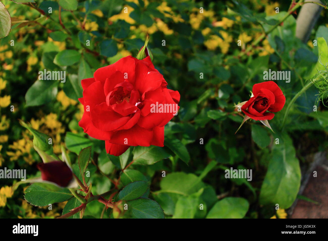 Red rose bush Stock Photo - Alamy