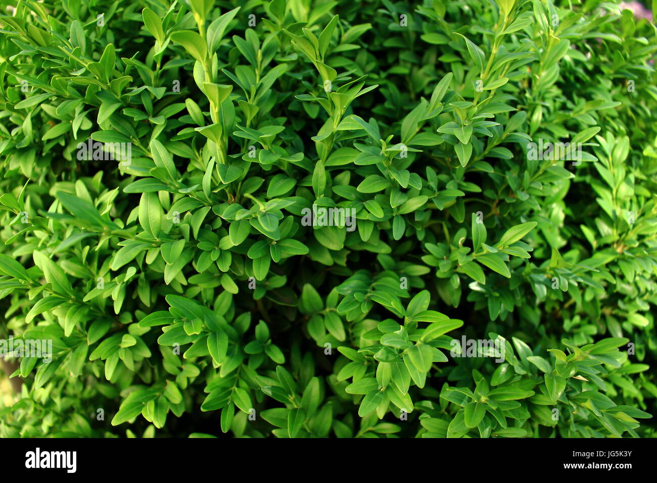 Boxtree hi-res stock photography and images - Alamy
