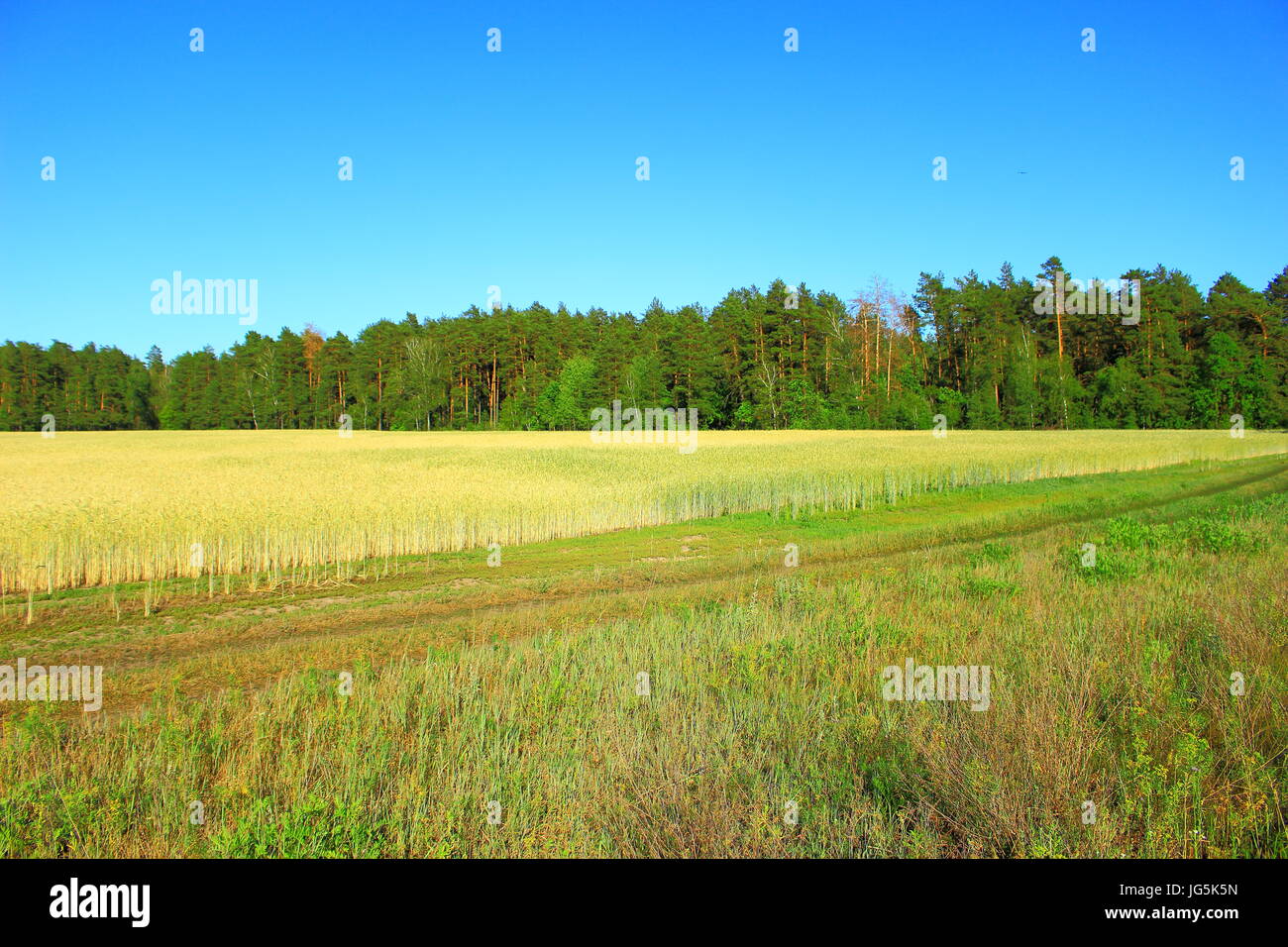 Rye forest hi-res stock photography and images - Alamy