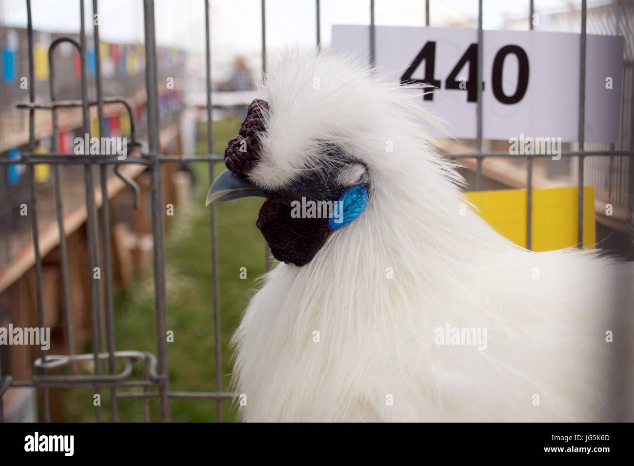 White fluffy chicken in cage at Malton Show, Malton, North Yorkshire ...