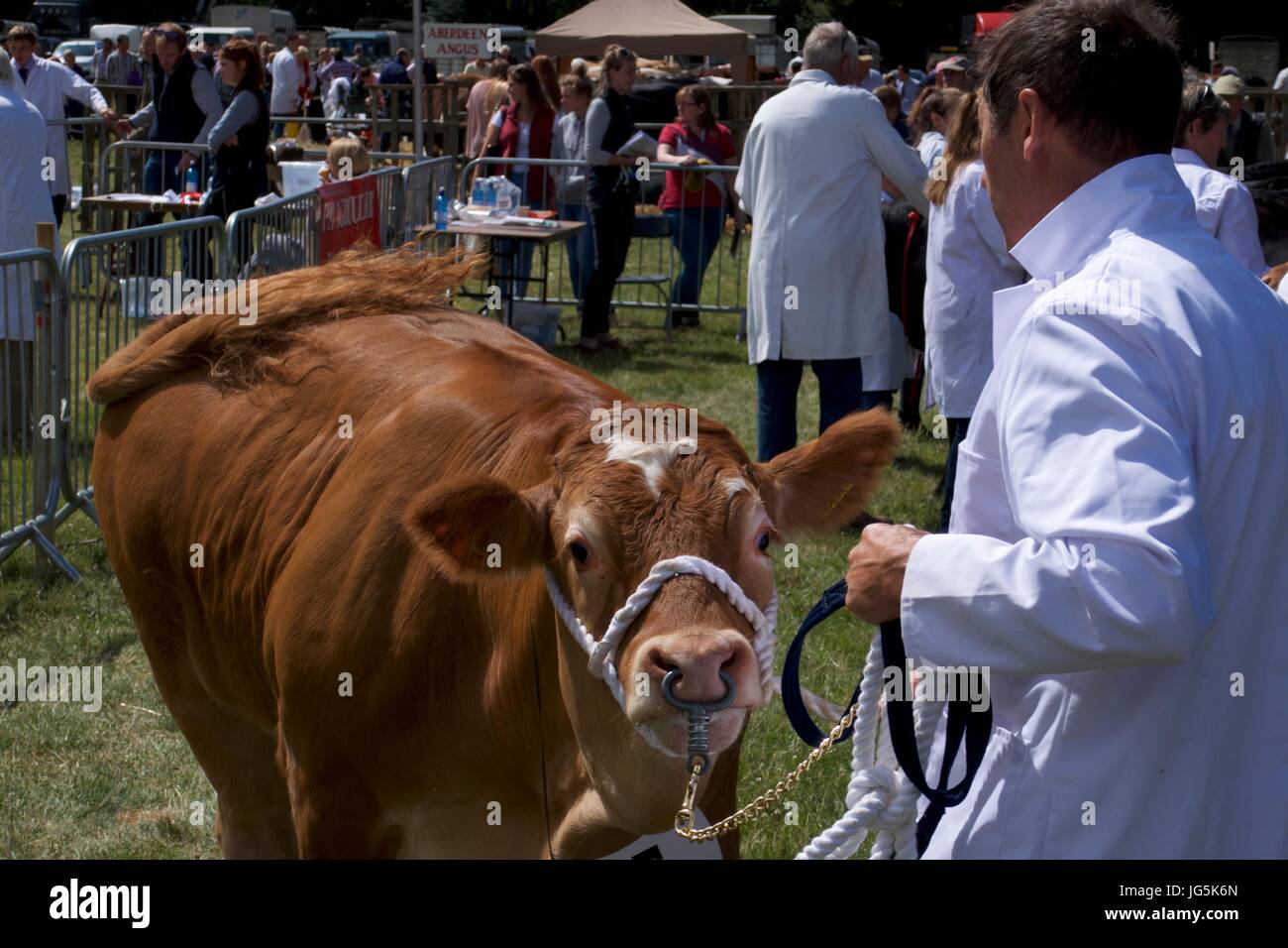 Man leading cow hi-res stock photography and images - Alamy