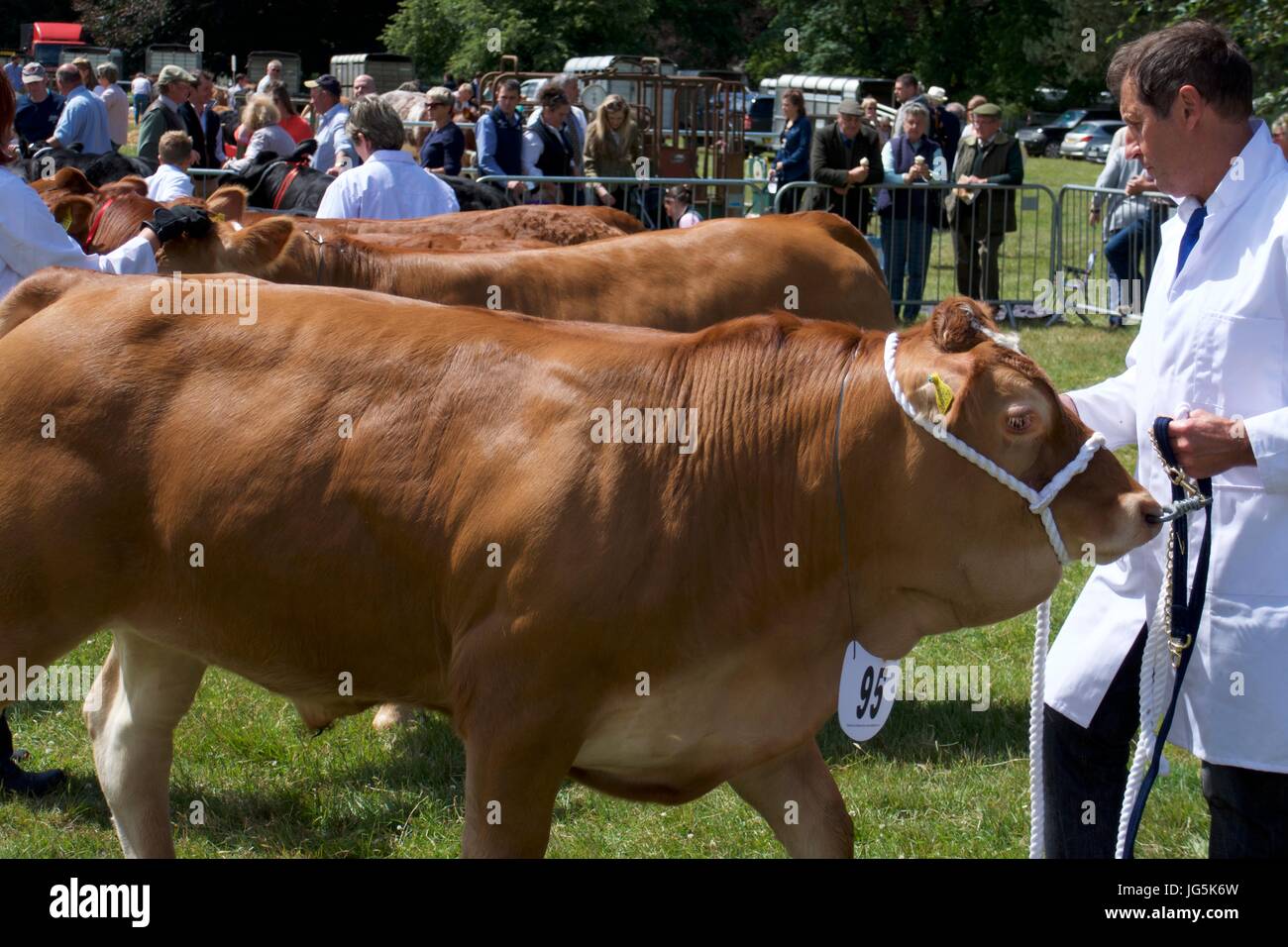 Man leading chestnut bull at Malton Show, Malton, North Yorkshire, UK ...