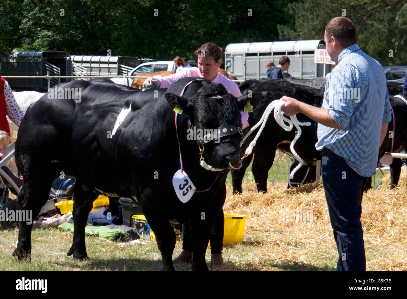 Bull show uk hi-res stock photography and images - Alamy