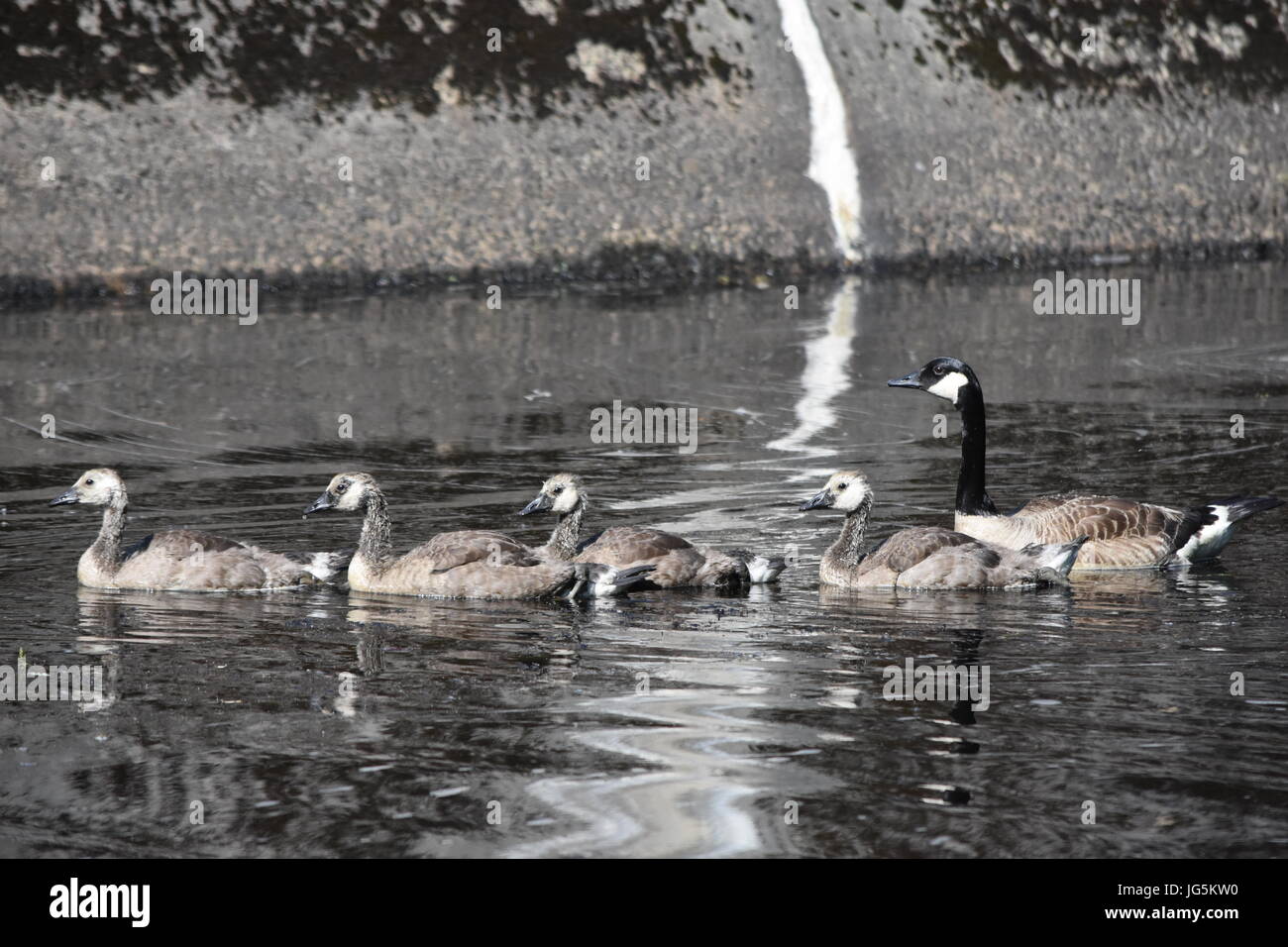 Canada Goose with Goslings Below Dam Stock Photo - Alamy