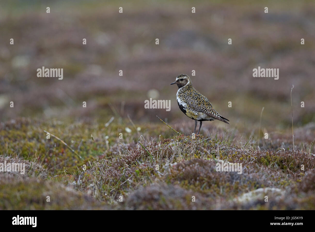 European Golden Plover (Pluvialis apricaria Stock Photo - Alamy