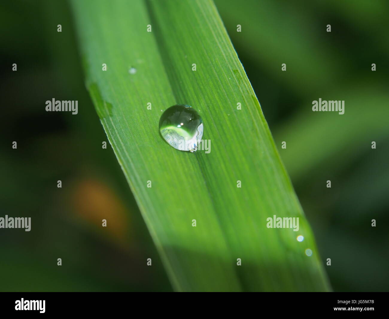 A drop of dew on a green blade of grass. Macro Stock Photo - Alamy