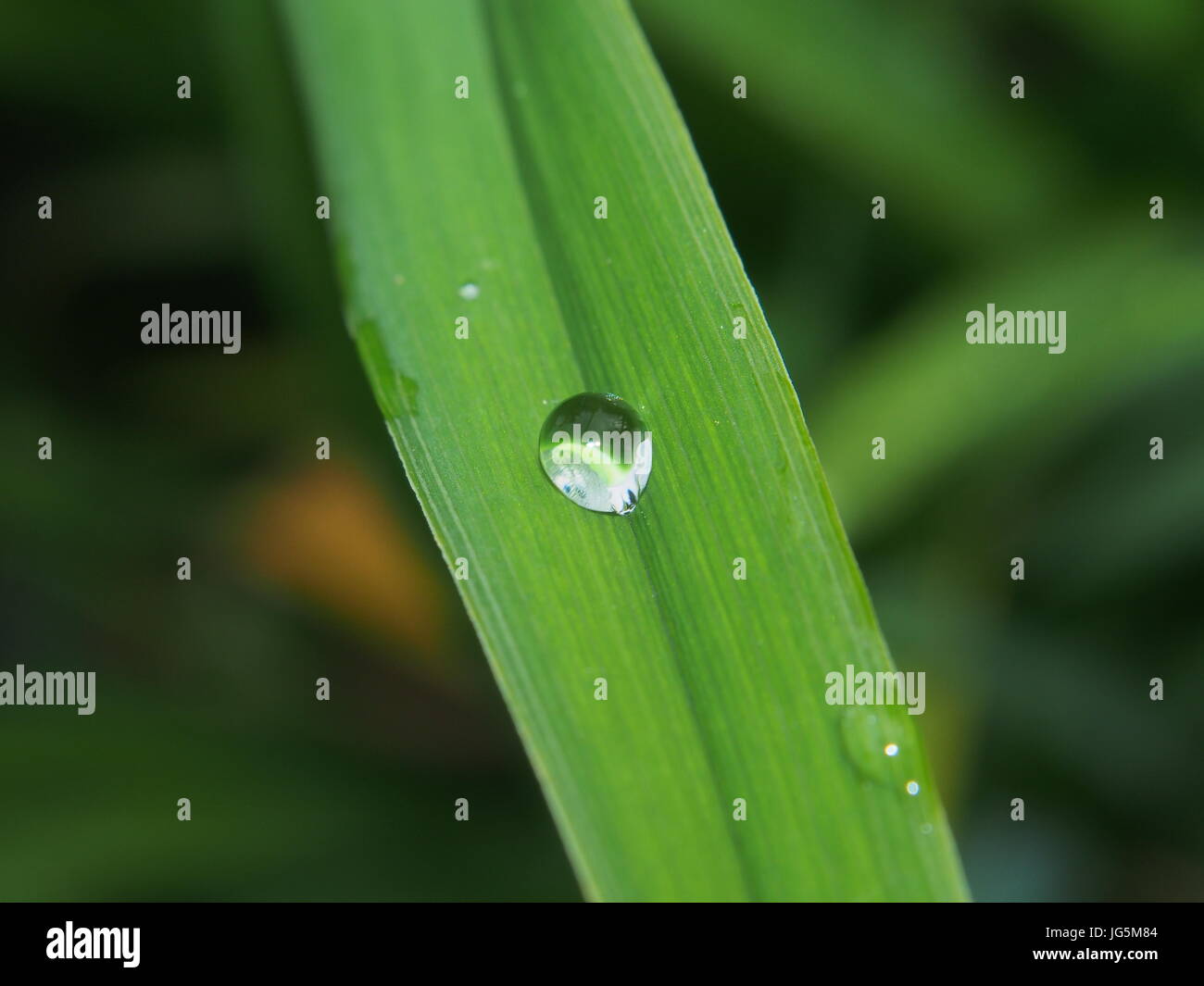 A drop of dew on a green blade of grass. Macro Stock Photo - Alamy