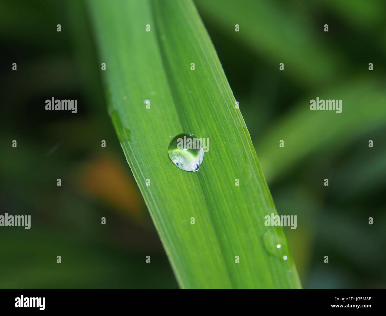 A drop of dew on a green blade of grass. Macro Stock Photo - Alamy