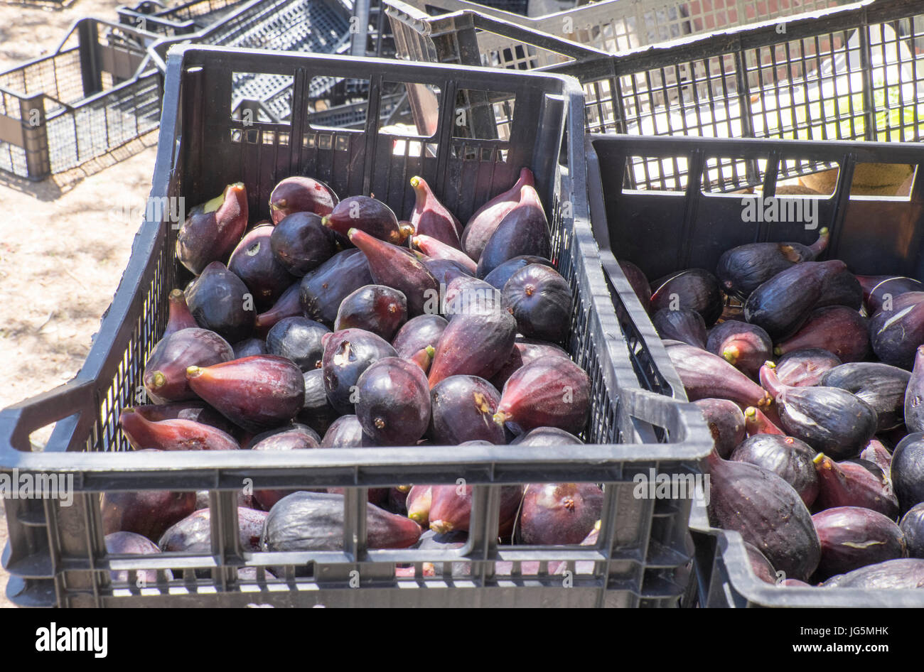 big figs in sardinia Stock Photo - Alamy