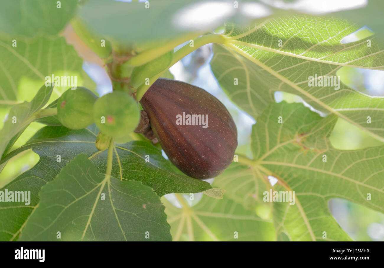 big figs in sardinia Stock Photo - Alamy