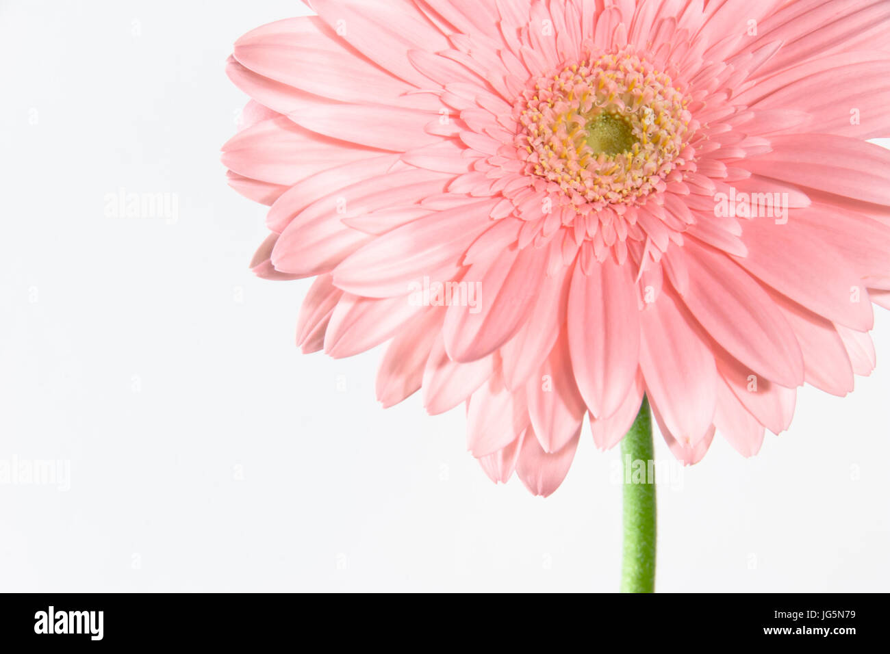 Pink Gerber Daisy with White Background Stock Photo - Alamy