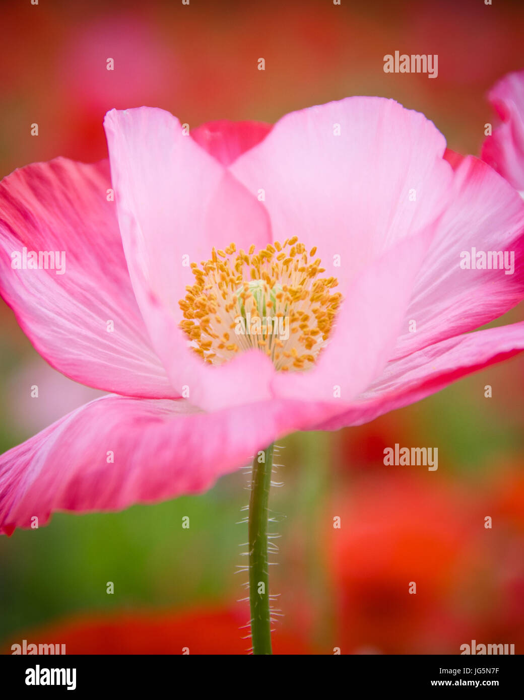 Single Pink Poppy in a Poppy Field Stock Photo - Alamy