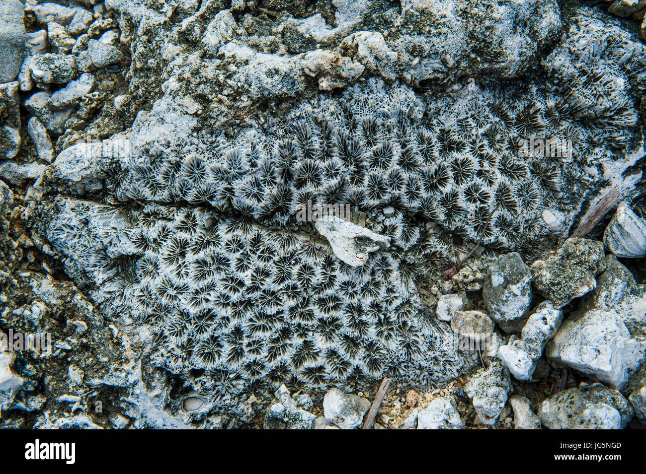 Pacific islands texture hi-res stock photography and images - Alamy