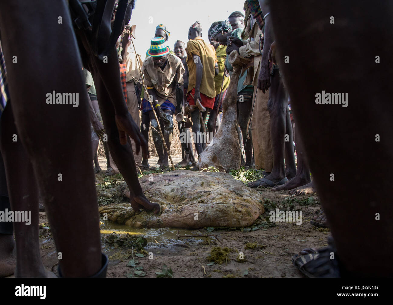 People covering themselves with cow dungs during the proud ox ceremony ...