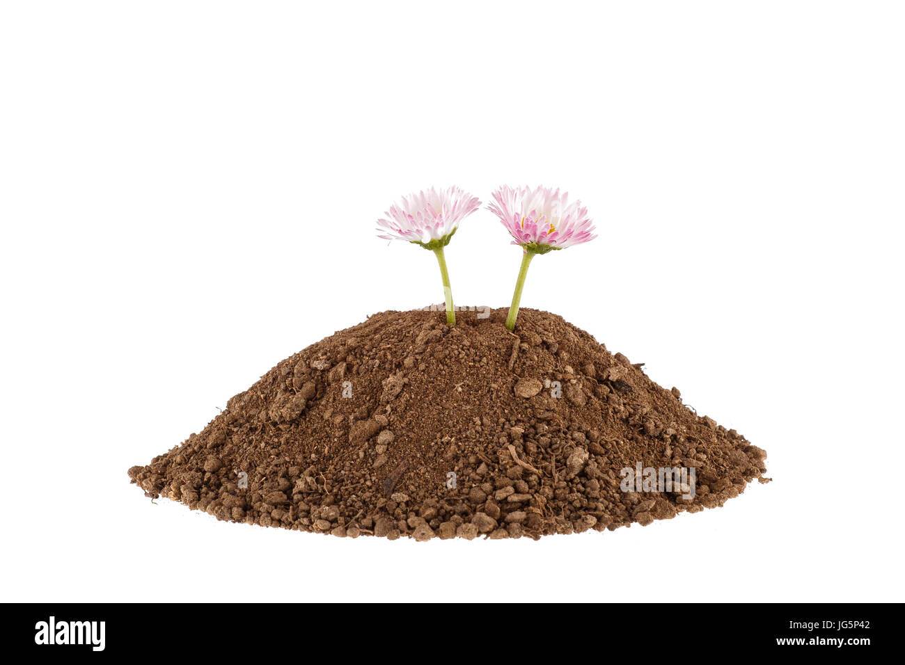 Daisy growing from the soil. Isolated on white Stock Photo - Alamy