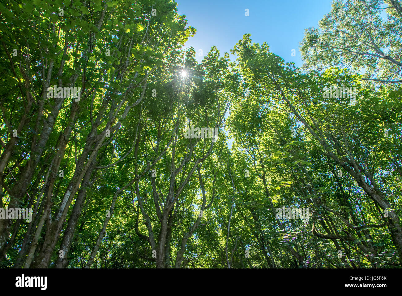 Light through the forest Stock Photo - Alamy