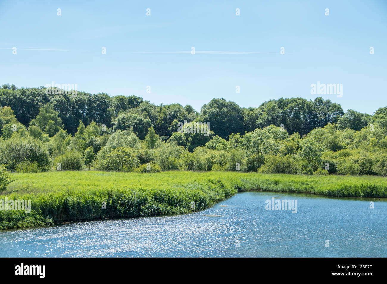 Reed field by a lake Stock Photo - Alamy