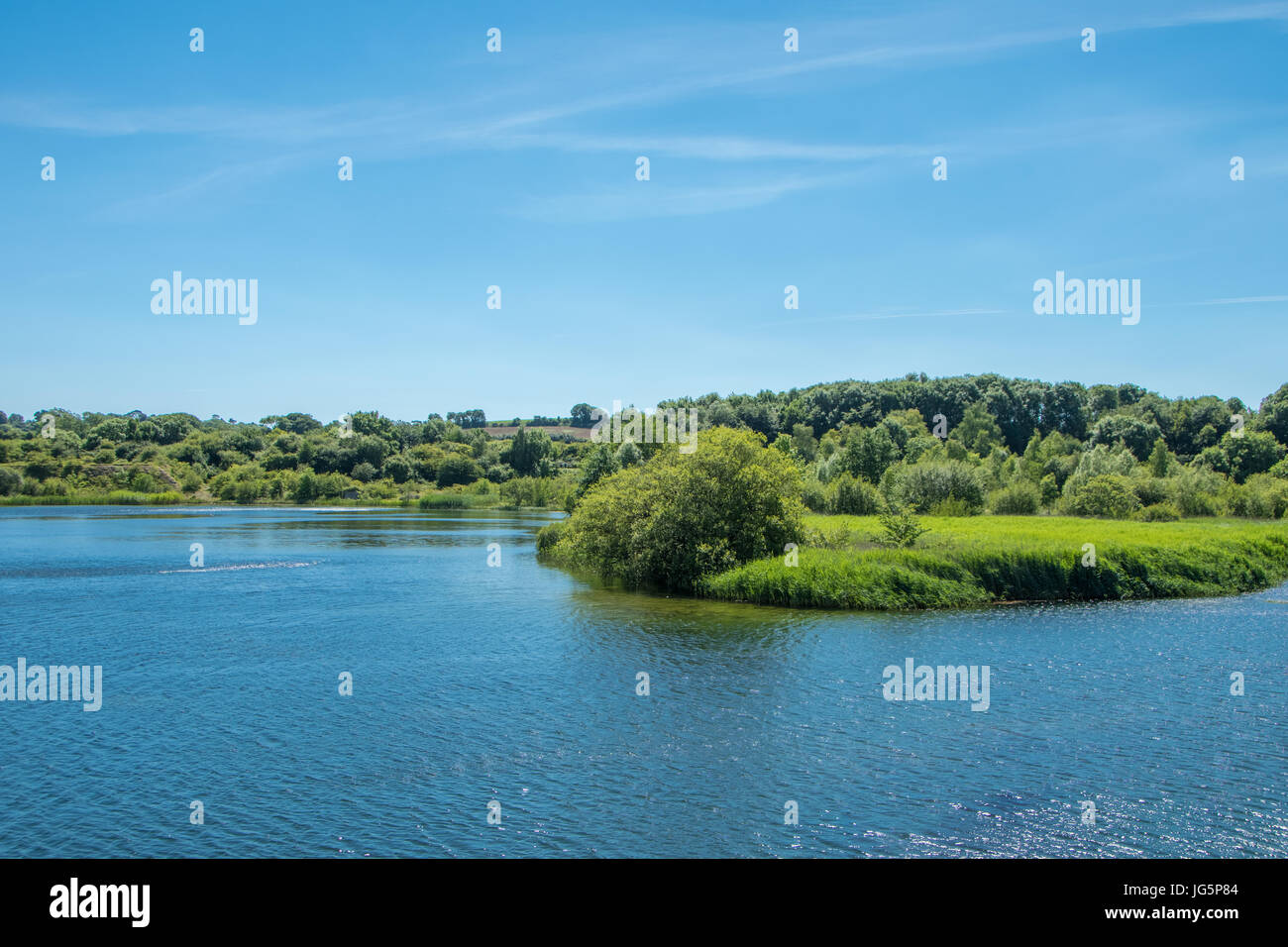 Reed field by a lake Stock Photo - Alamy