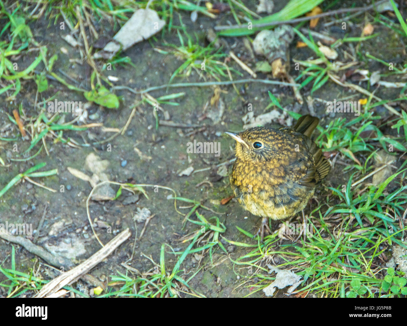 Baby wren hi-res stock photography and images - Alamy