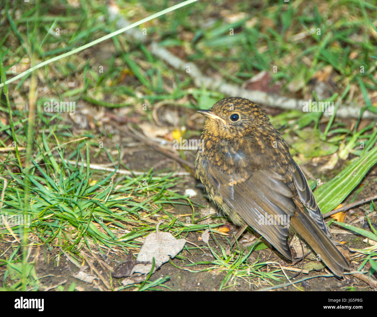 Baby wren hi-res stock photography and images - Alamy