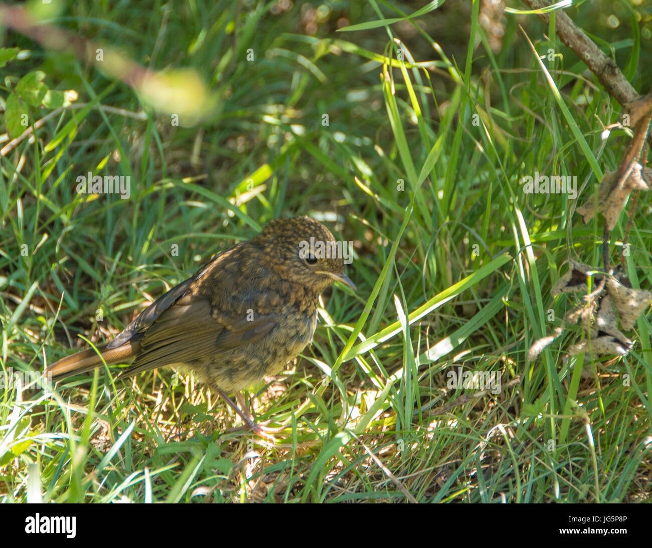Baby wren hi-res stock photography and images - Alamy
