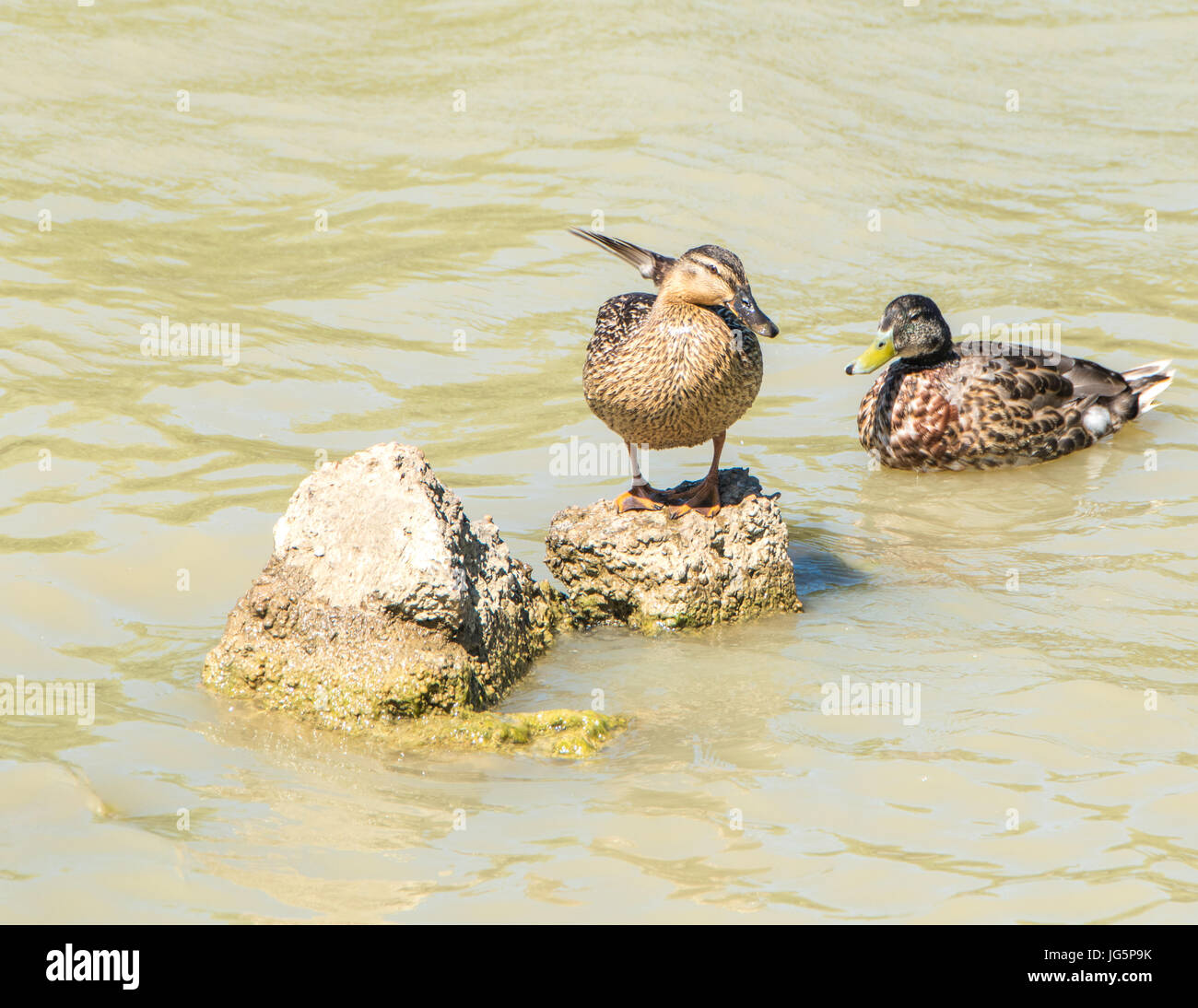 Duck on a rock and one swimming in the lake Stock Photo - Alamy