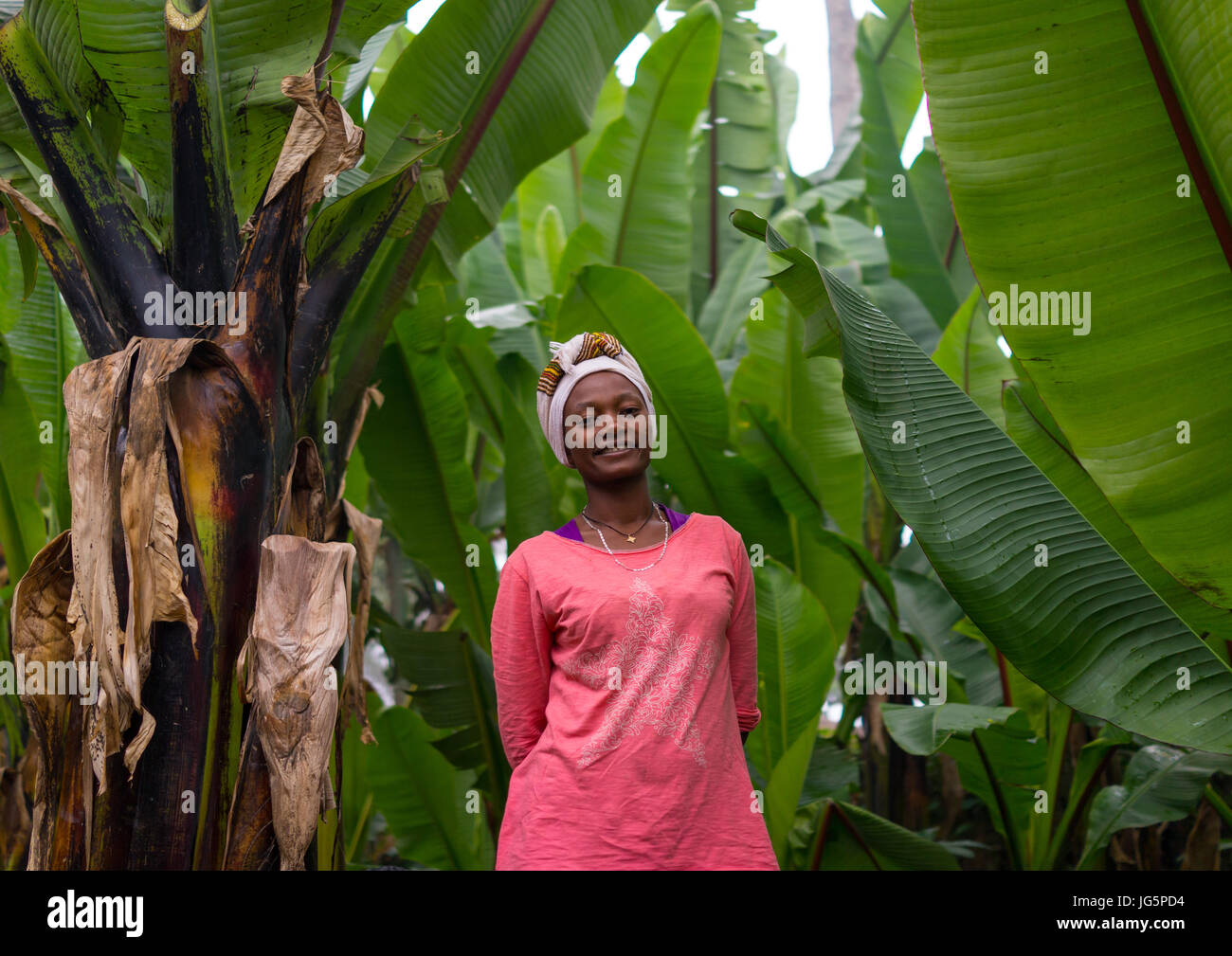 False banana ethiopia hi-res stock photography and images - Alamy