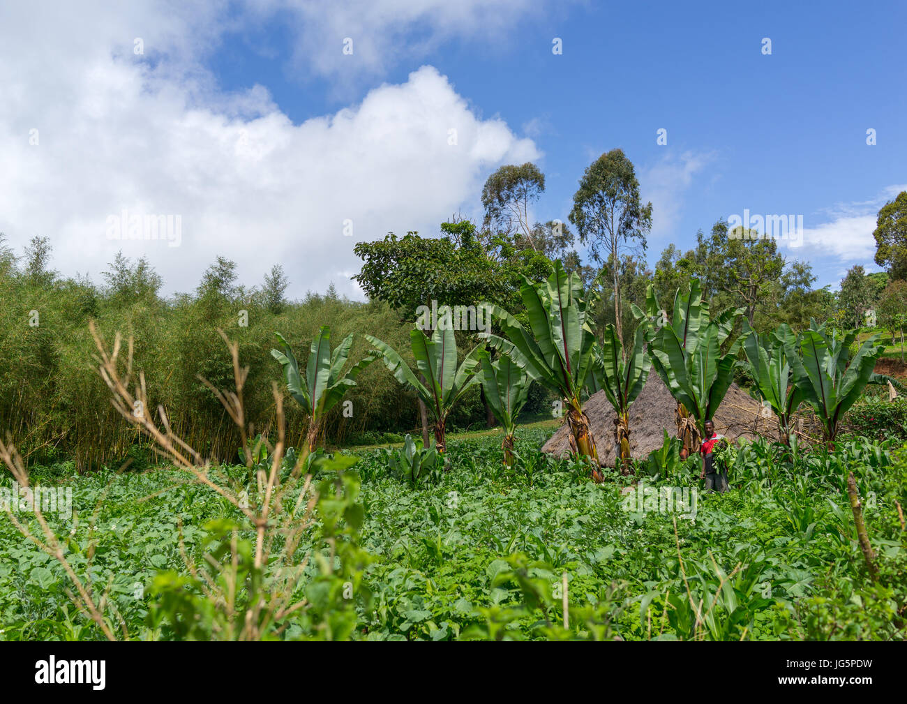 Farmer in his ensets field, Gamo Gofa Zone, Ganta, Ethiopia Stock Photo ...