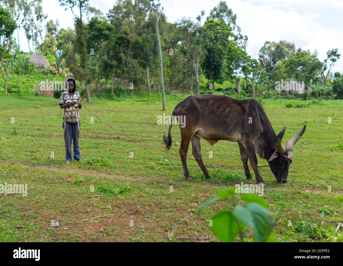 Gamo gofa hi-res stock photography and images - Alamy