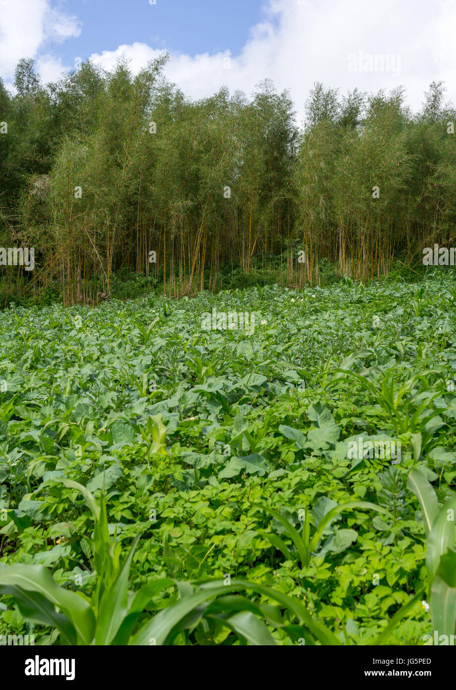 Bamboos and vegetables in a farm, Gamo Gofa Zone, Ganta, Ethiopia Stock ...