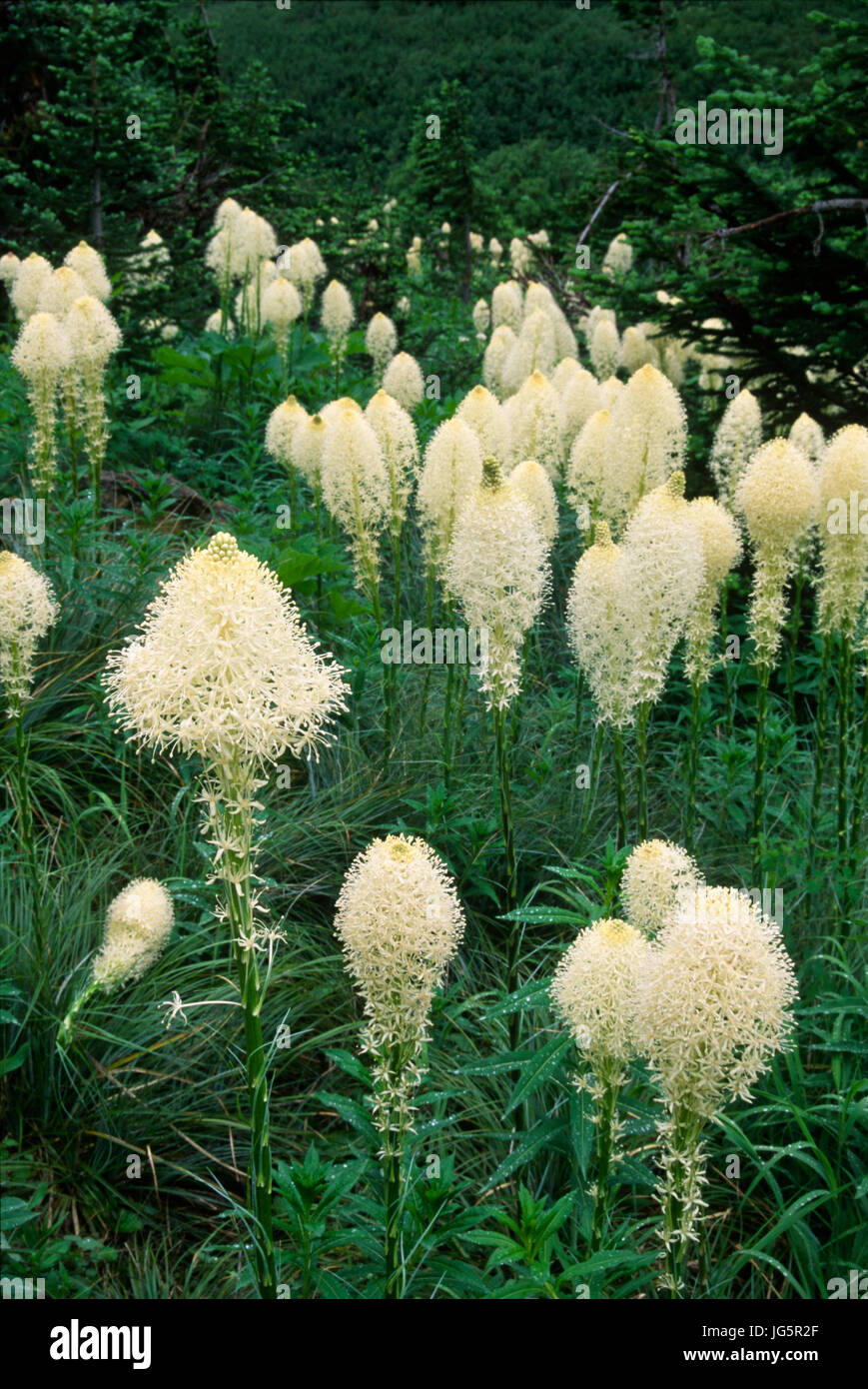 Wildflower beargrass hi-res stock photography and images - Alamy