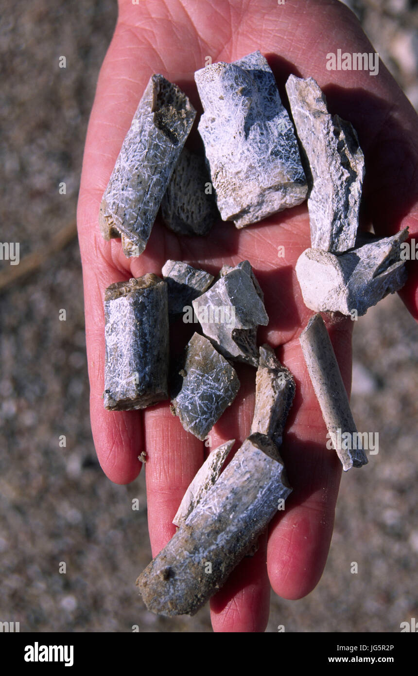 Fossil on Carnegie Hill, Agate Fossil Beds National Monument, Nebraska ...