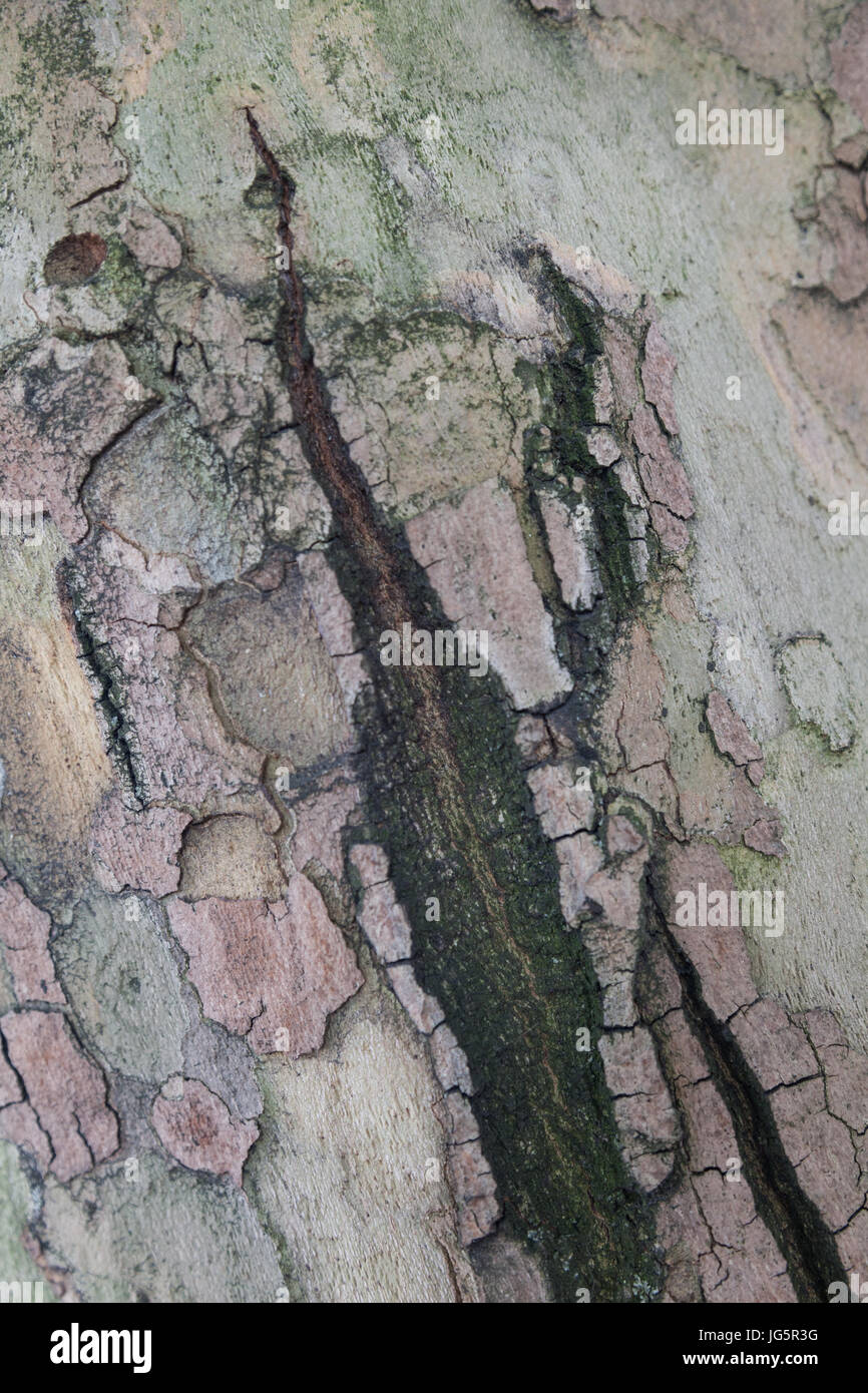 Close up of tree bark with a deep crack Stock Photo - Alamy