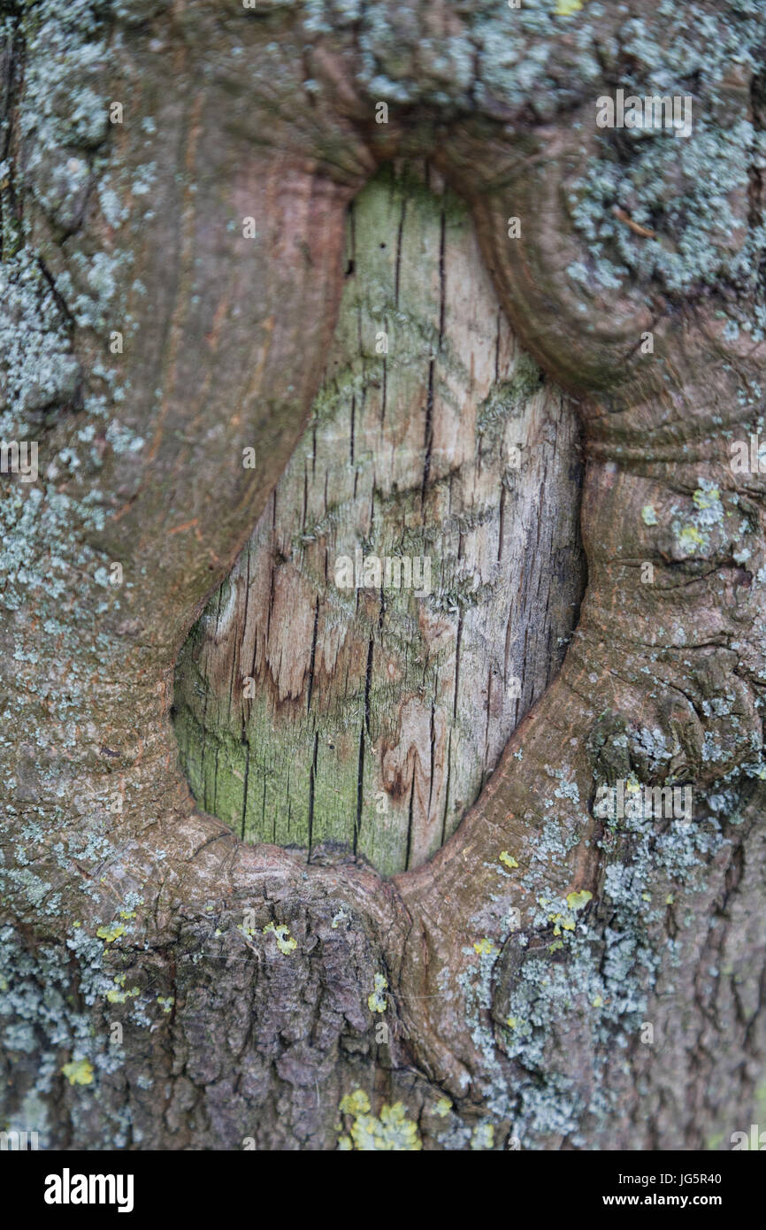 Close up of tree bark with a hole Stock Photo - Alamy