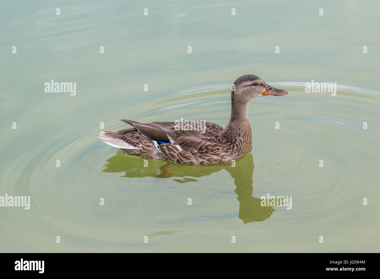 Duck Swiming on Water and Looking Straight Ahead Stock Photo - Alamy