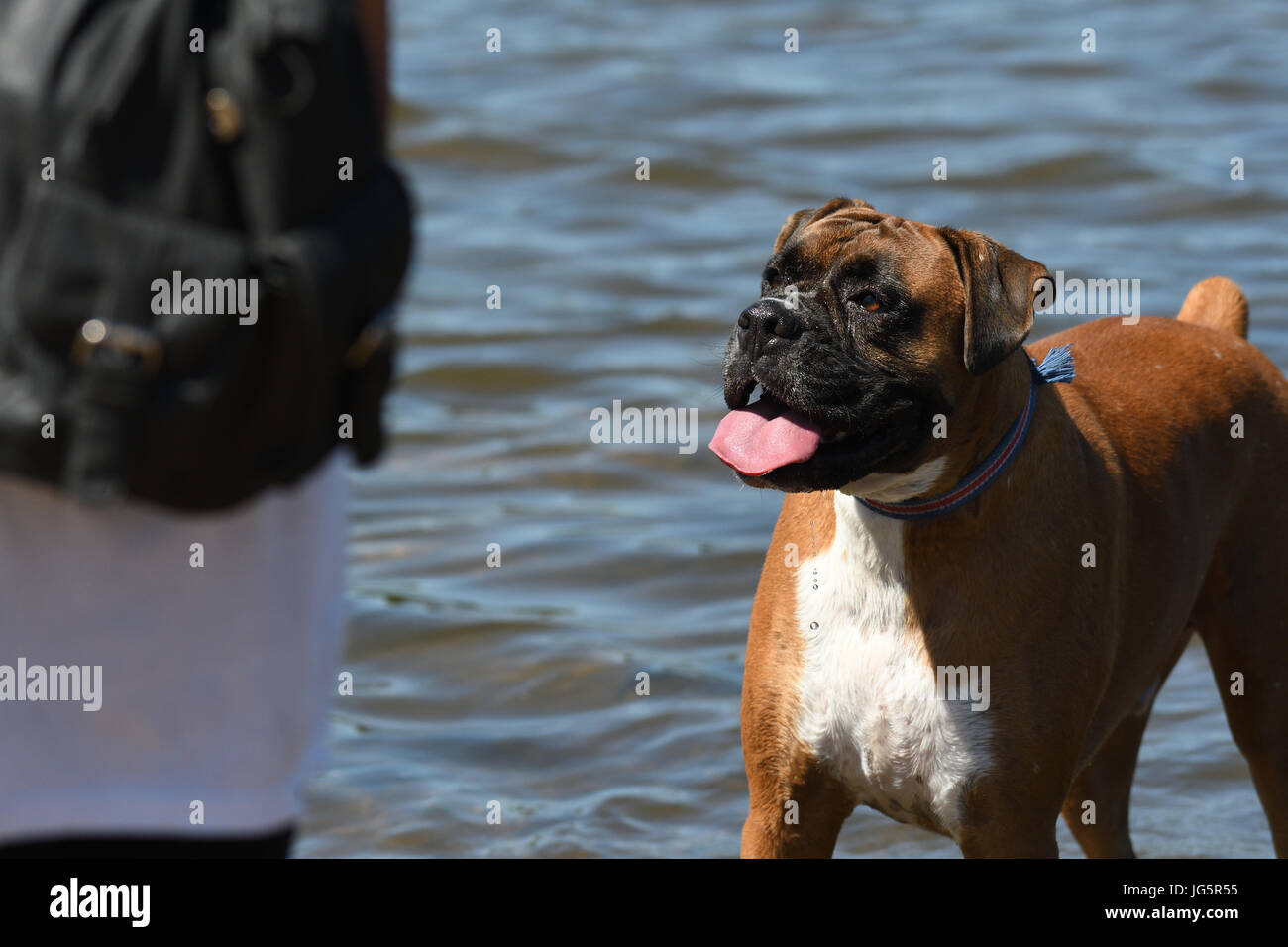 Boxer dog in water hi-res stock photography and images - Alamy