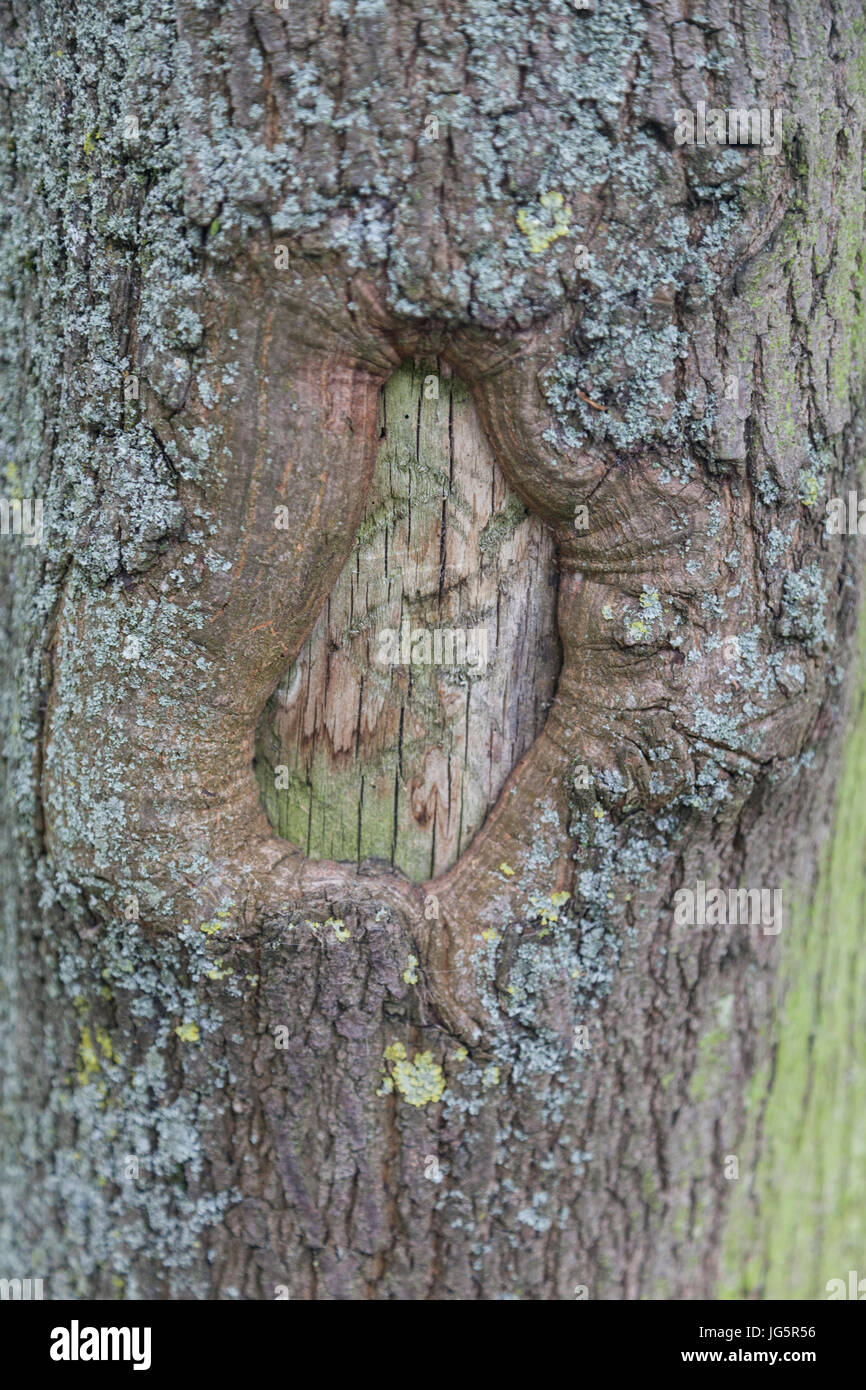 Tree Wound High Resolution Stock Photography and Images - Alamy