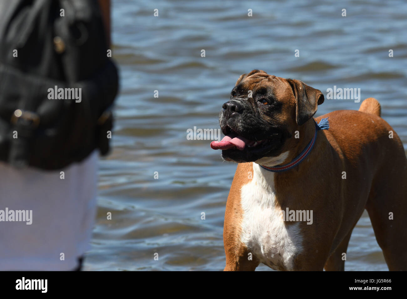 Pet boxer dog in the water Stock Photo - Alamy