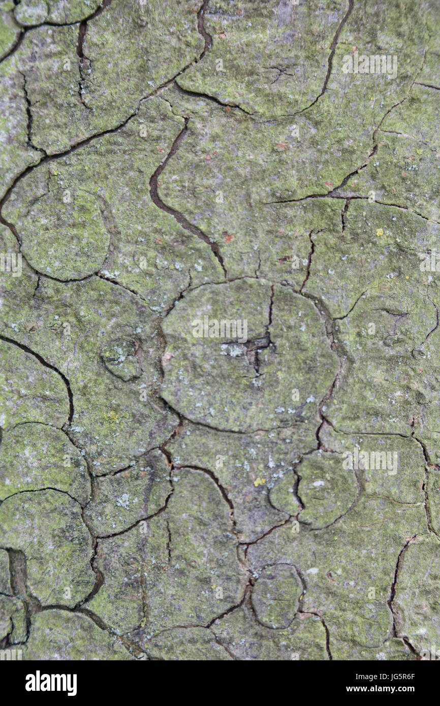 Close up of tree bark with cracks Stock Photo - Alamy